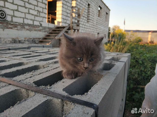 Котята в добрые руки, мальчики бесплатно