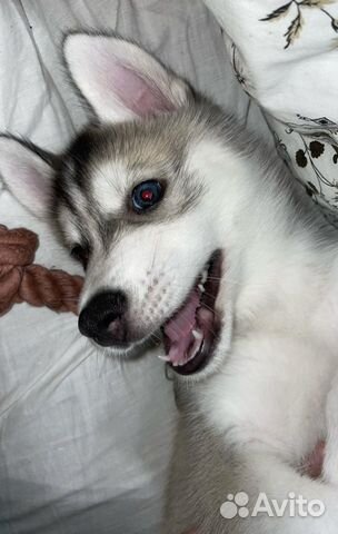 Сибирский хаски