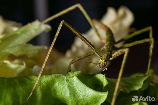Палочники бесплатно