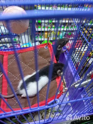 Крысята дамбо