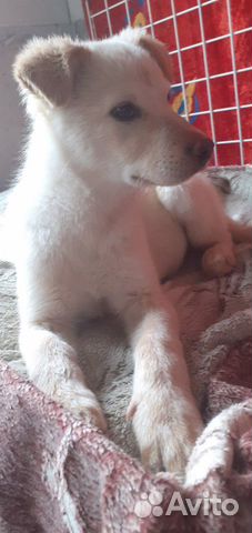 Собака в добрые руки щенок