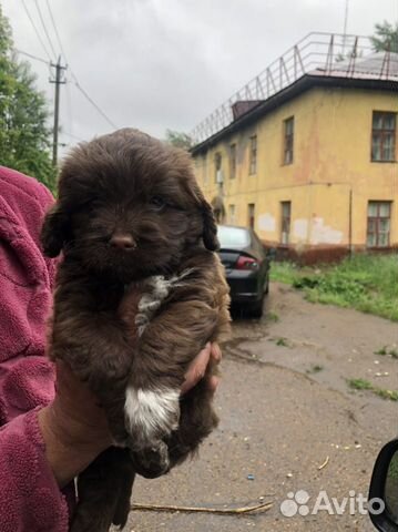Продается кокер-спаниель шоколадного цвета