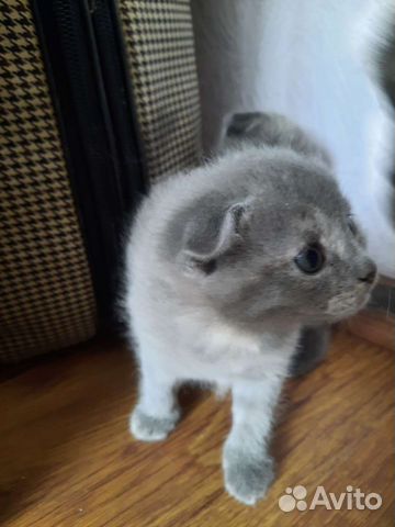 Шотландская вислоухая кошка ищет семью