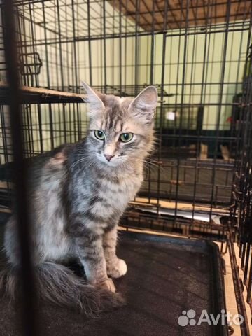 Кошечки грозит улица. Возьмите домой