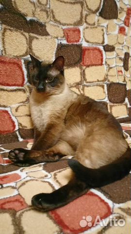 Кот ласковый бесплатно в добрые руки
