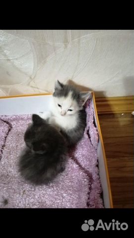 Котята в добрые руки бесплатно