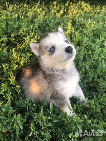 Щенки сибирской хаски