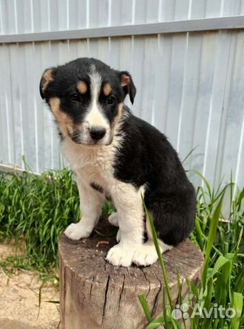 Красавица Глашенька в приюте. Ждёт свою семью