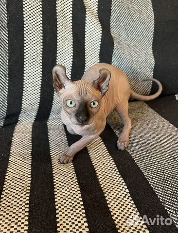 Котята Сфинкс Эльф