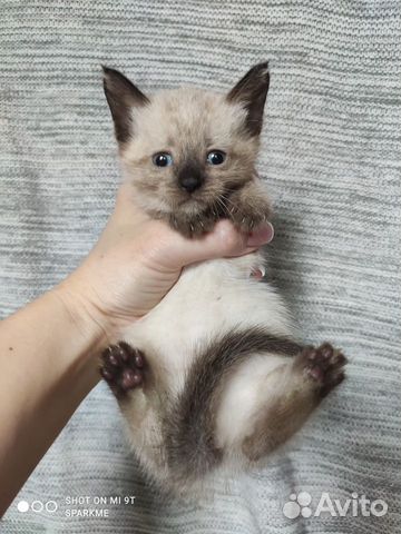 Котенок Пуська