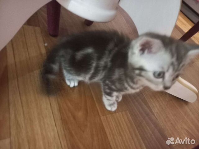 Британская кошка