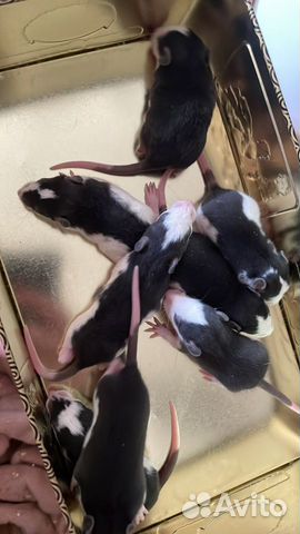 Отдам в добрые руки