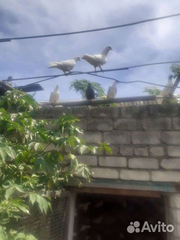 Бойные голуби, бакинцы