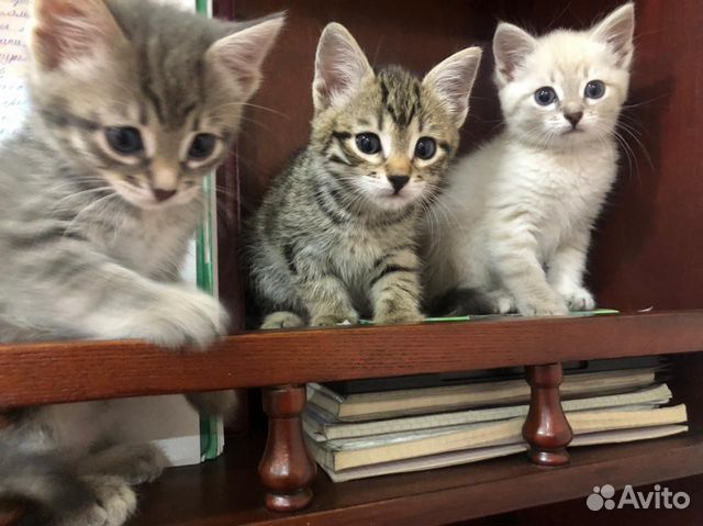 Симпатичные добрые котята