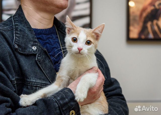 Котеночек ищет дом