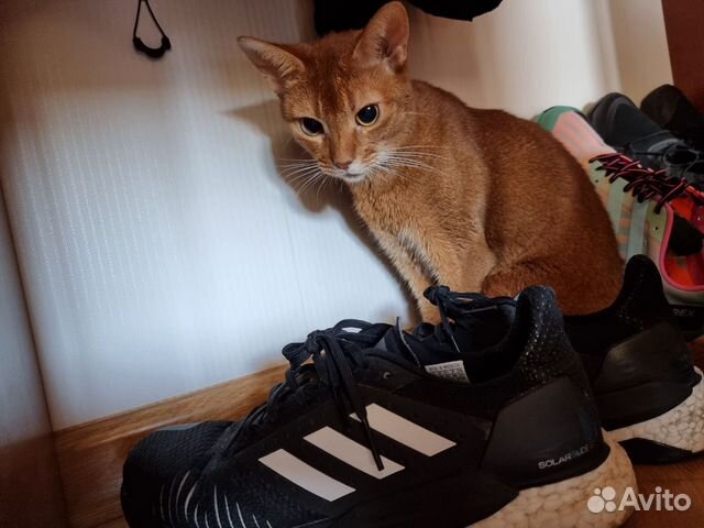 Отдам кошку