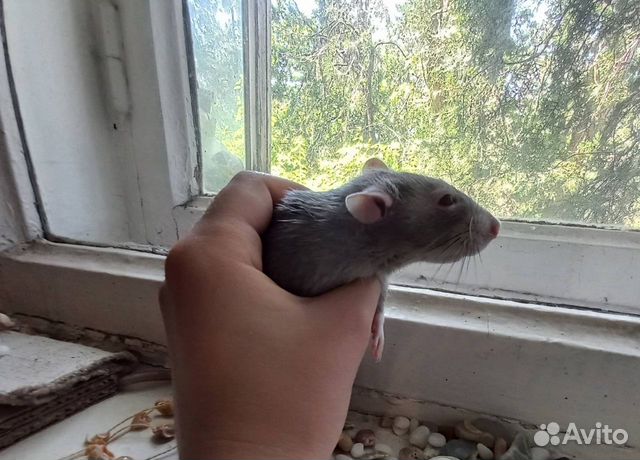 Отдам крысу вместе с клеткой переноской