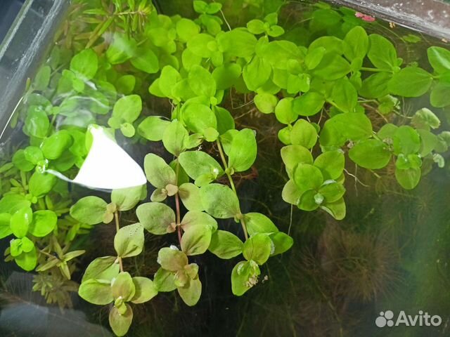 Аквариумные растения