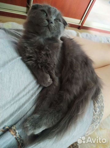 Кошки