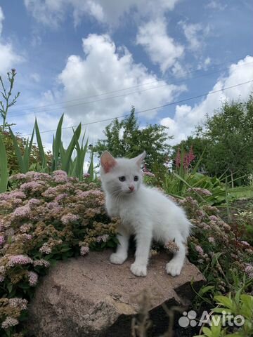 Белоснежный котенок в надежные руки