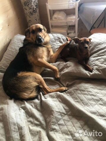 Необыкновенный пёс в дар