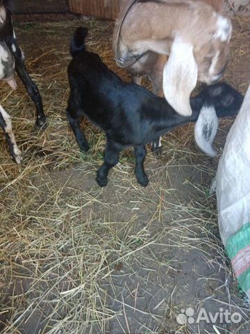 Нубийский козлик