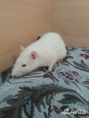 Декоративная крыса