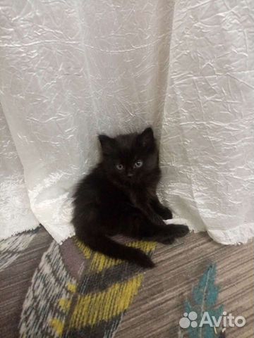 Котята в добрые руки мальчики, очень смышленные