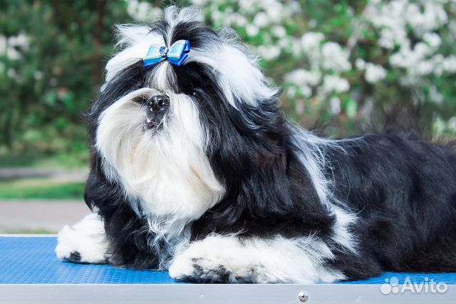 Красавцы ши-тцу