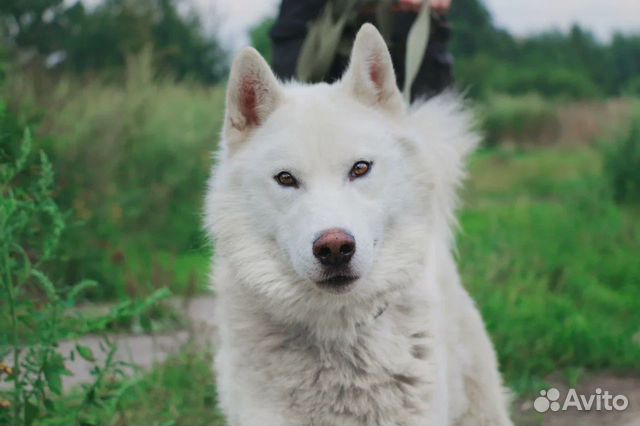Хась Банзай в добрые руки