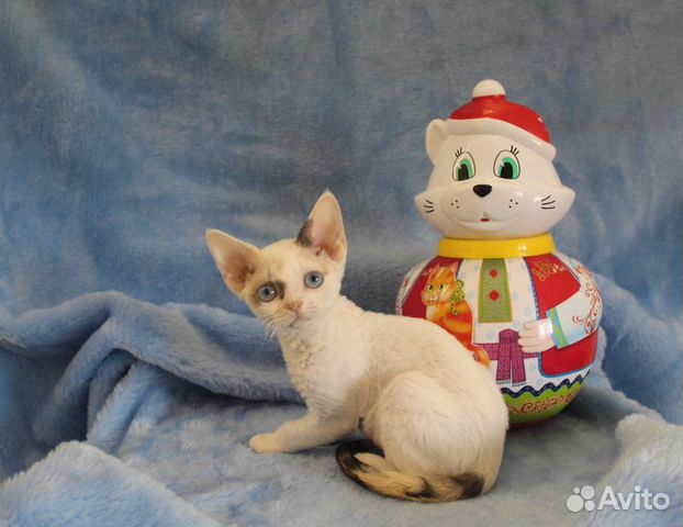 Девон-рекс девочка