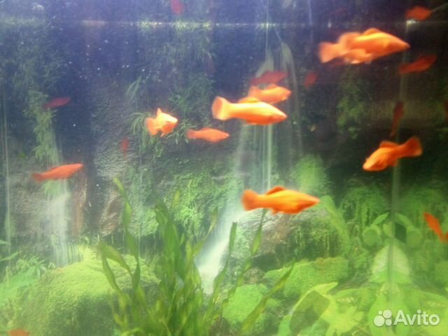 Меченосцы рубин