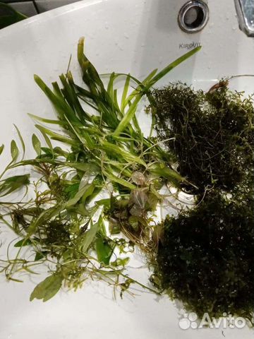 Аквариумные рыбки и растения