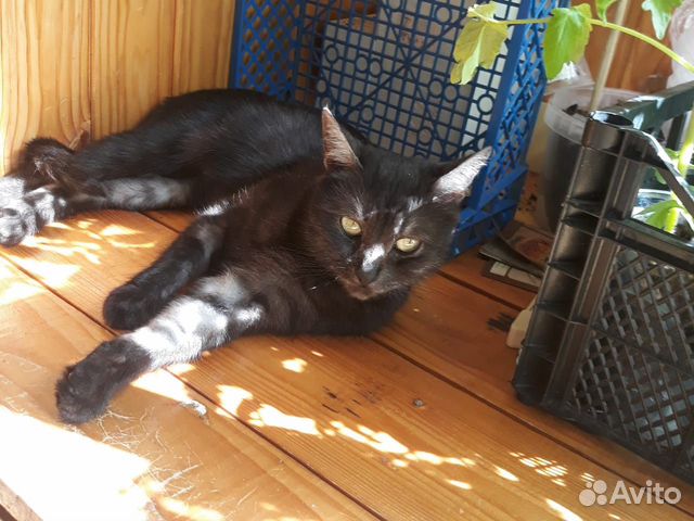 Бесплатно в добрые руки кошечку