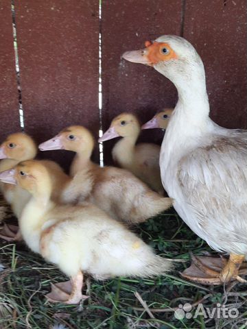 Индоутка с утятами