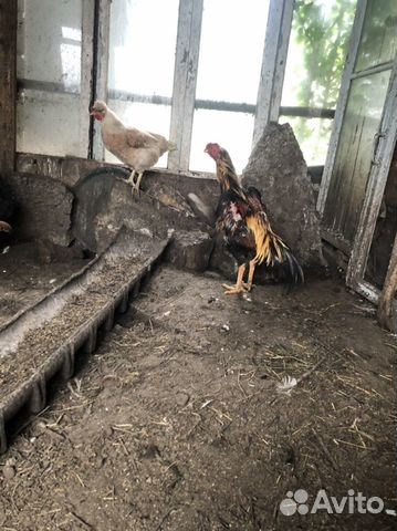 Бойцовые петухи о шамо