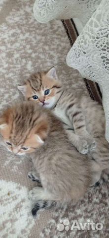 Продаются шатланские котята игручие