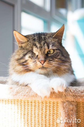 Королевская кошечка Агата