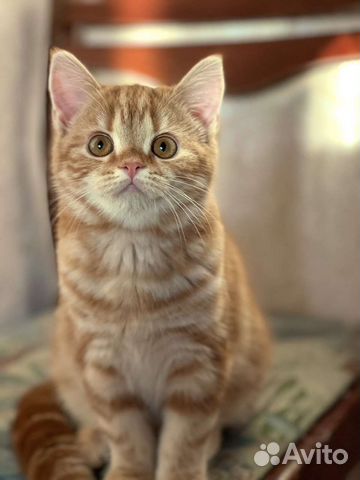 Породистая кошка скоттиш страйт из питомника
