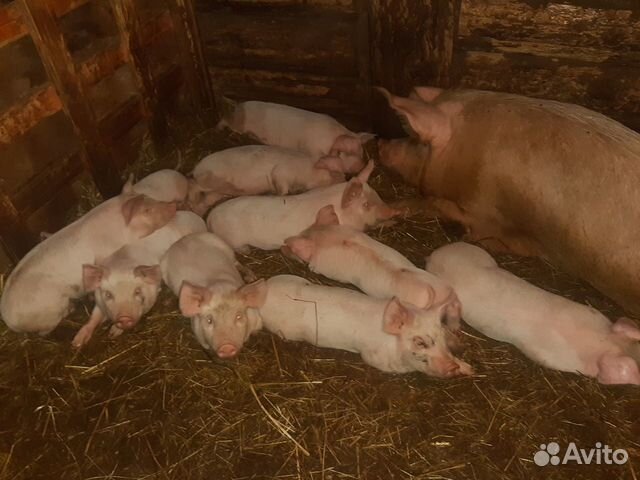 Поросята свои