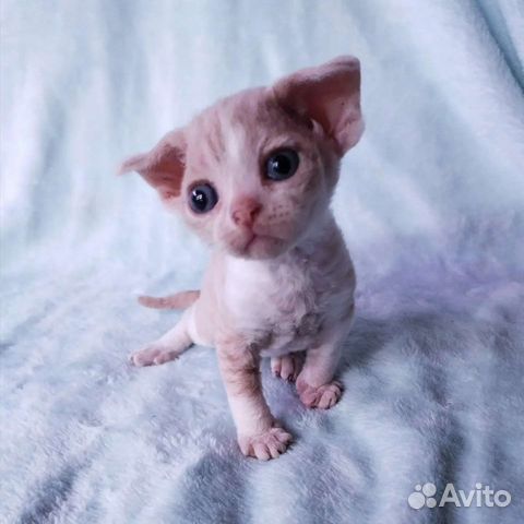 Котята девон-рекс