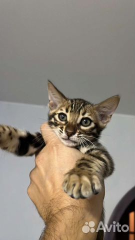 Бенгальские котята: мальчики и девочка