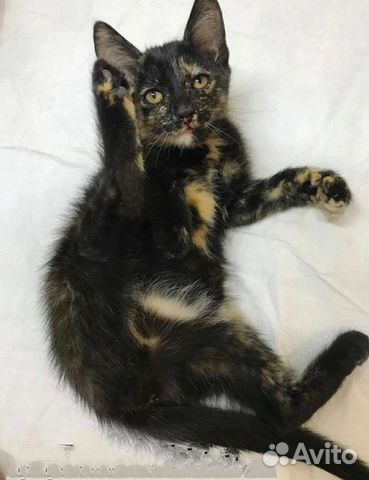 Котёнок девочка Черепашка