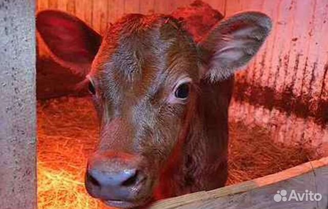 Теленок домашниий 4дня