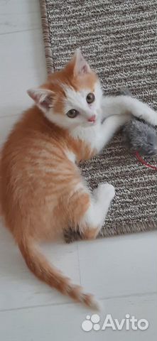 Клео ищет дом