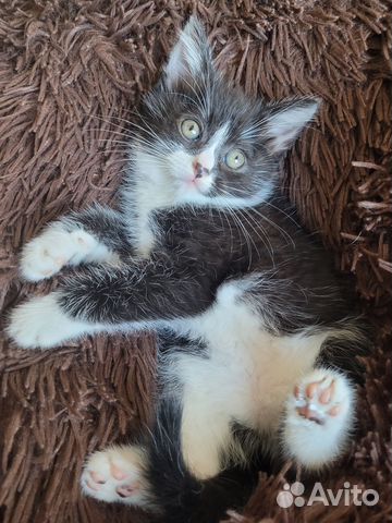 Котенок девочка 2 мес