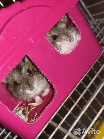 Джунгарский хомяк