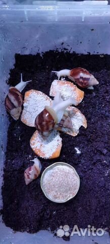 Ахатины в добрые руки