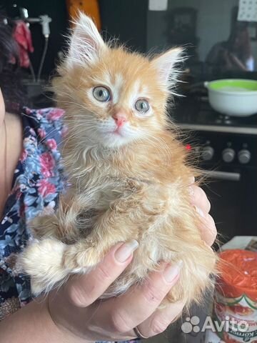 Рыжая Зефирка ищет дом