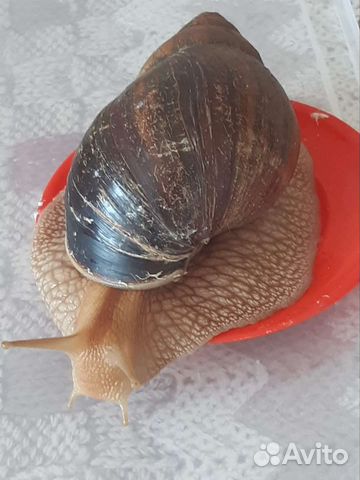 Улитка Ахатина гигантская